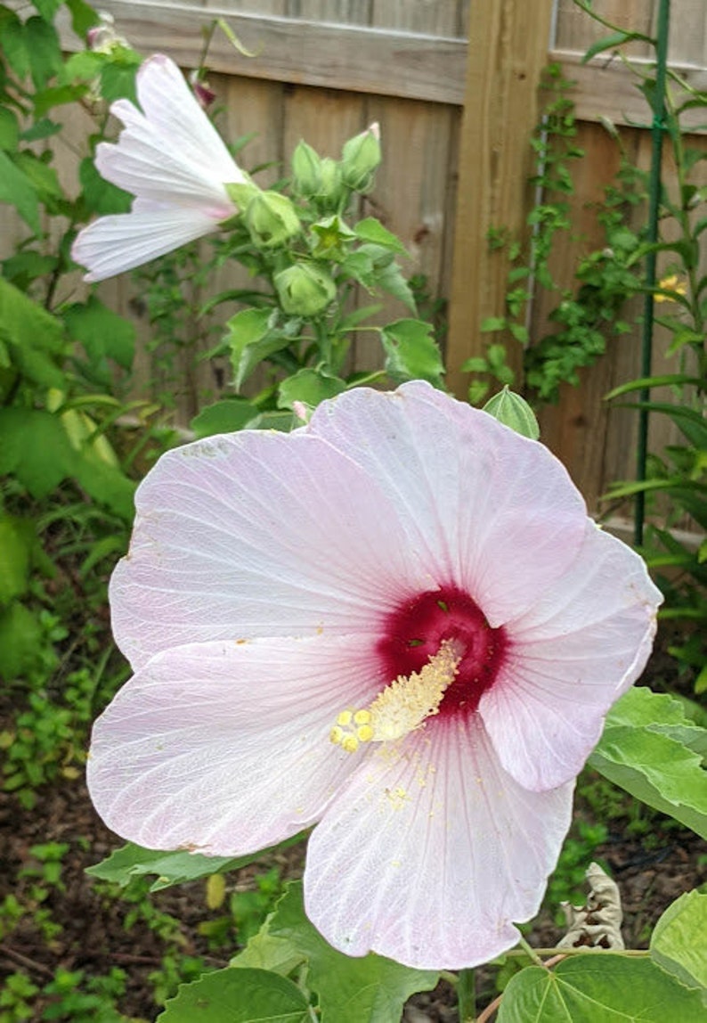 Pink Swamp Rose Mallow Hibiscus (hibiscus Grandiflorus). 50 Seeds (2022 ...