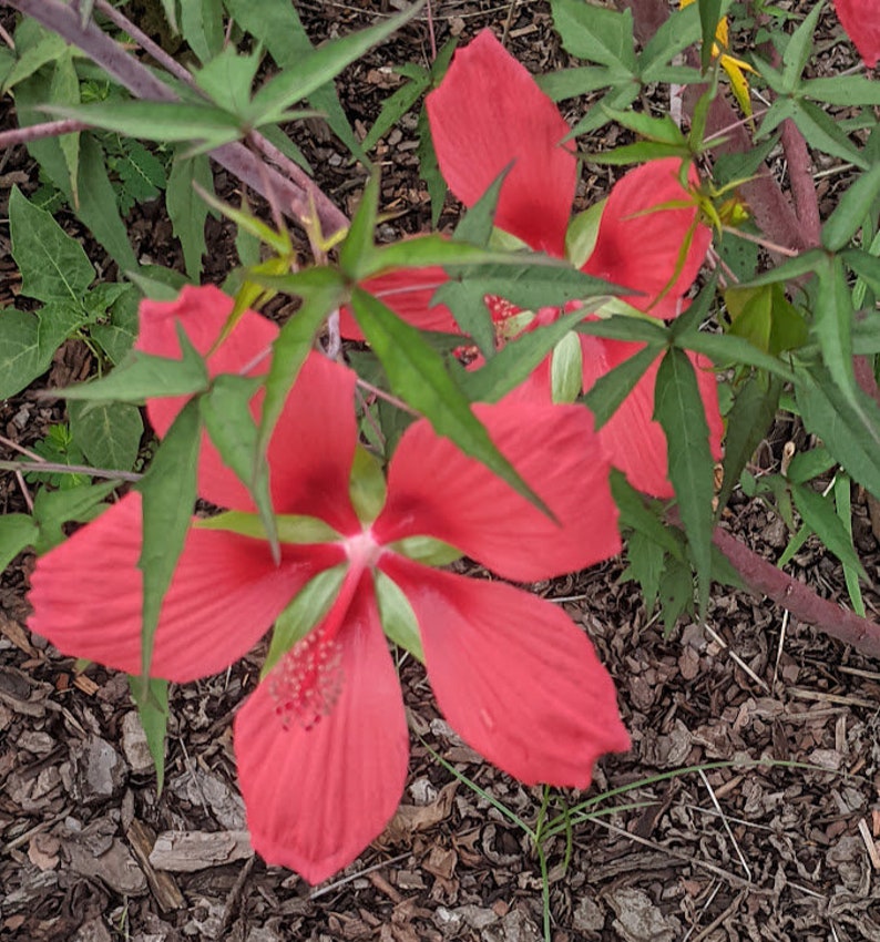 Red Texas Star Hibiscus 30 Seeds (2022 Crop) - Etsy
