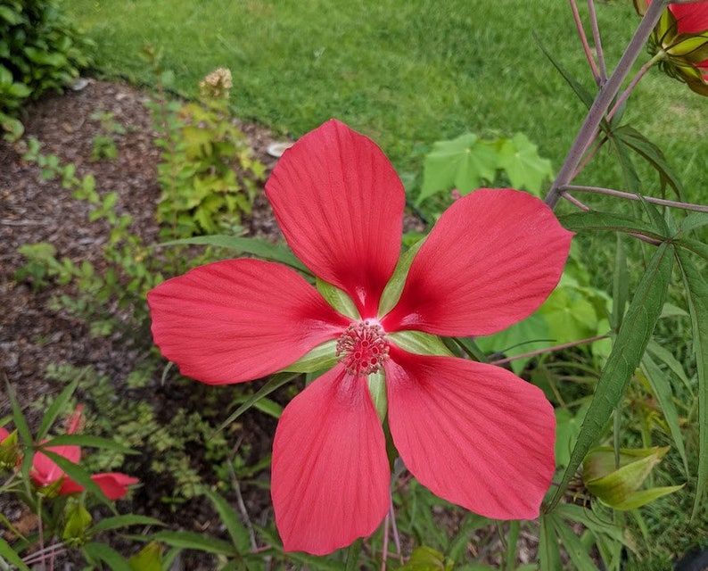 Red Texas Star Hibiscus 30 Seeds (2022 Crop) - Etsy
