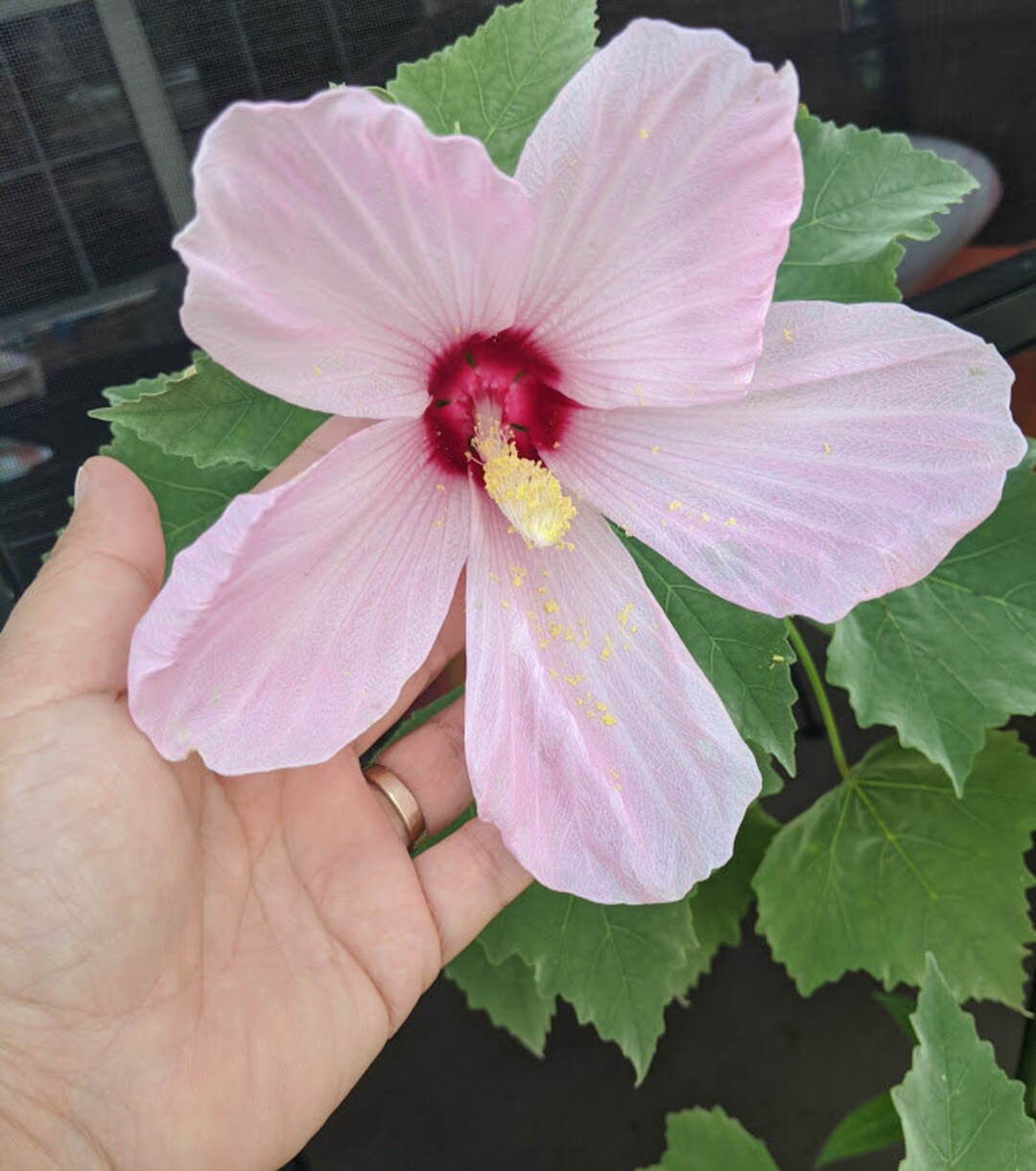 Pink Swamp Rose Mallow Hibiscus (hibiscus Grandiflorus). 50 Seeds (2022 ...
