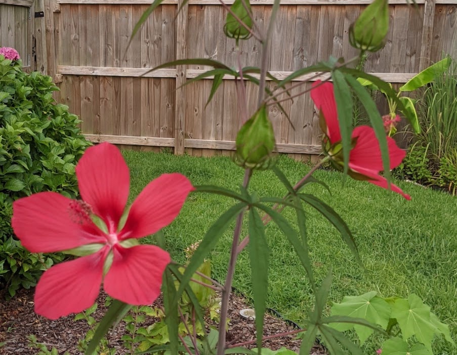 Red Texas Star Hibiscus 30 Seeds (2022 Crop) - Etsy