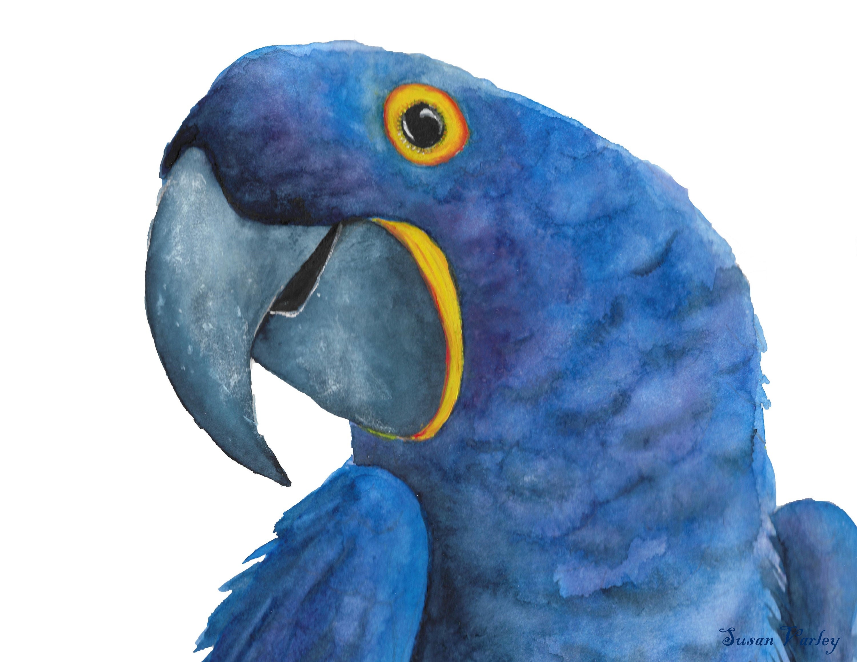 Hyacinth Macaw Painting. Digital Download Bird Print - Etsy