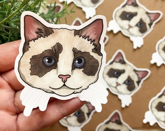 Benjamin Button Cat - Etsy