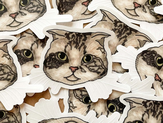 Meredith Cat