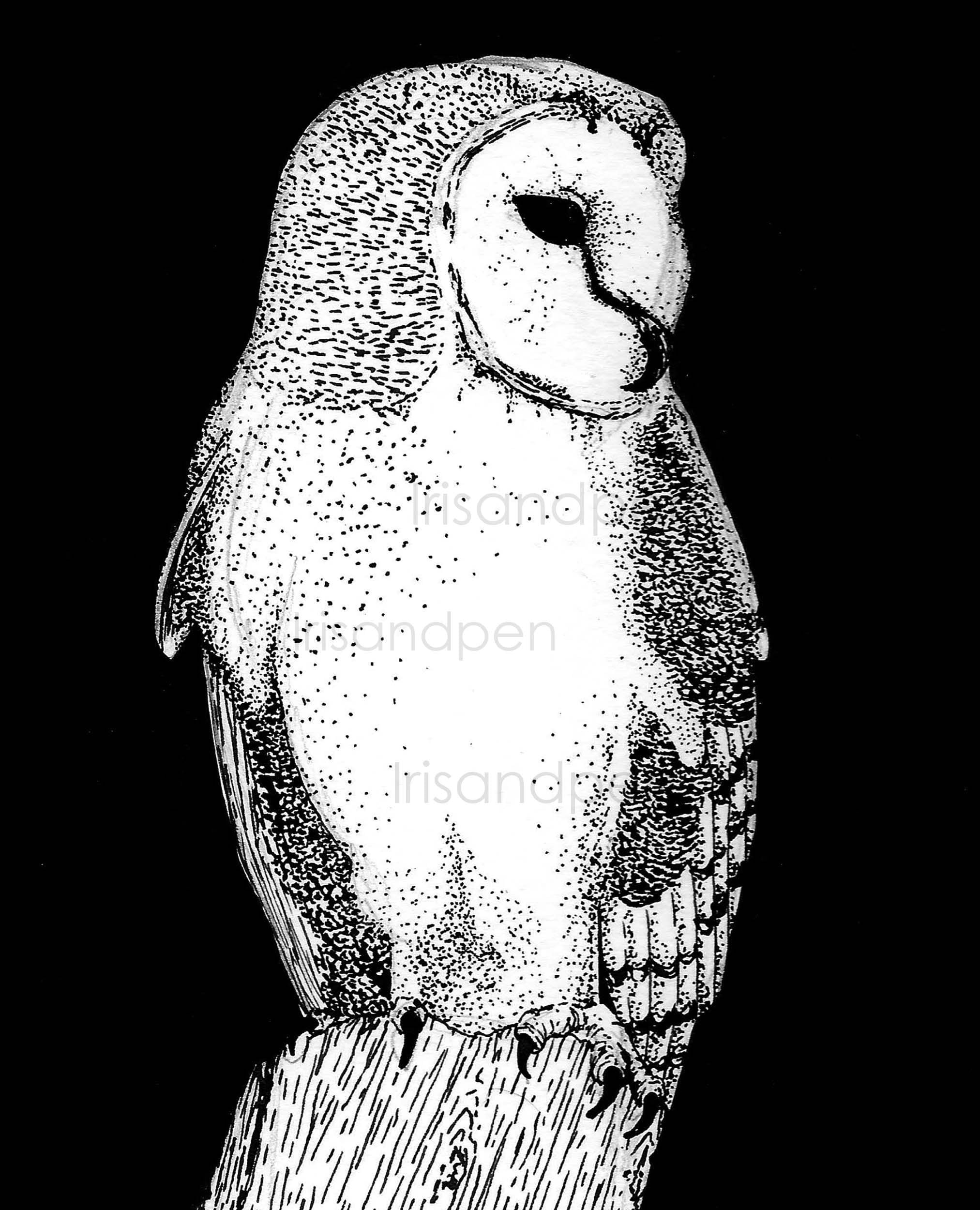 Barn Owl - Pen and Ink Illustration Art Print - Owl Drawing With Mat ...