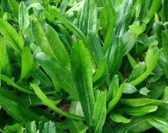 Vietnamese Coriander Seeds - Etsy