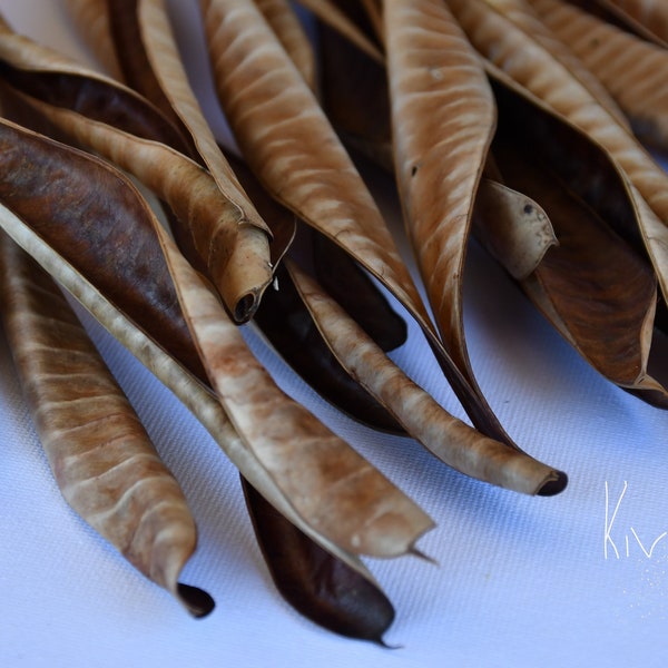 Dried Seed Pods - Etsy