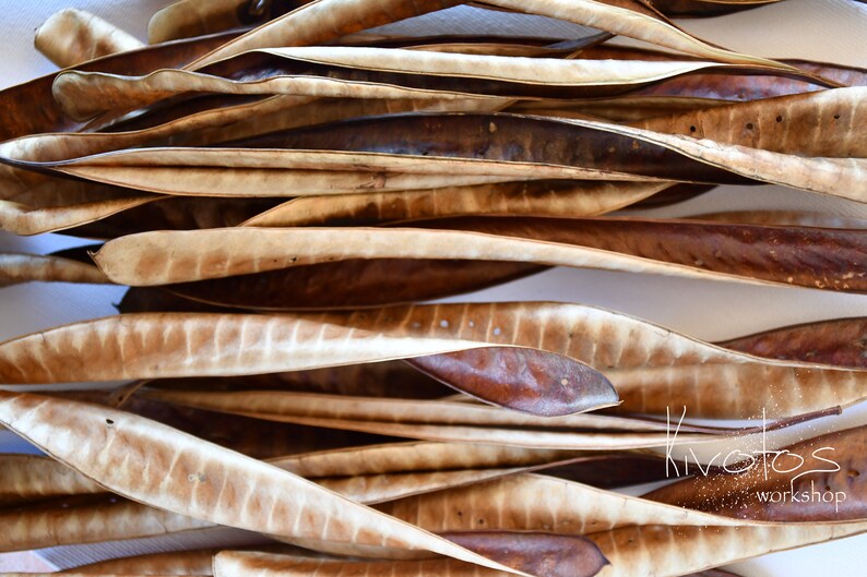 Naturally Dried Acacia Seed Pods Dried Flowers Home Decor - Etsy