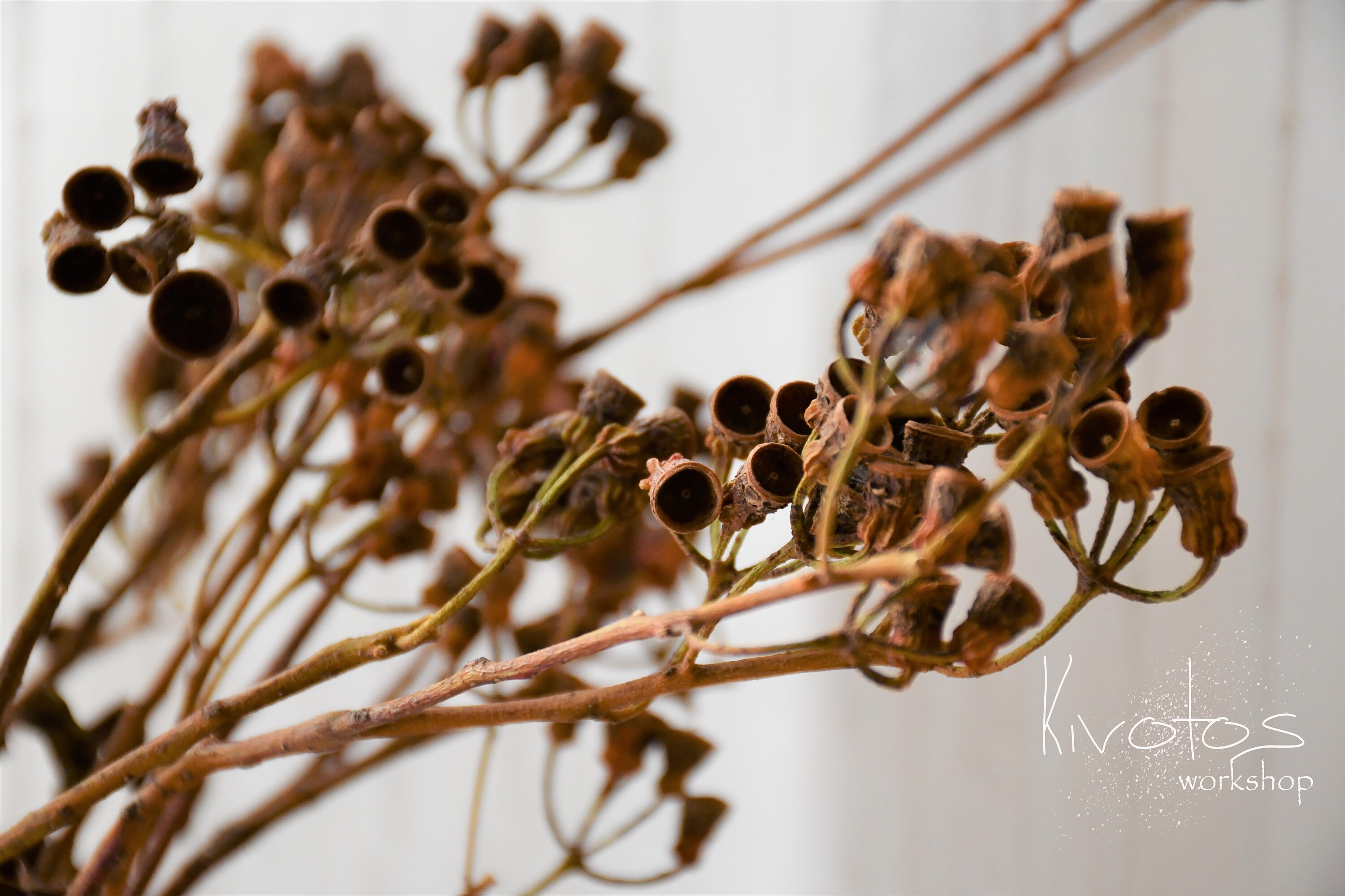 Naturally Dried Eucalyptus Seed Pod Branch | Naturally Dried Eucalyptus ...