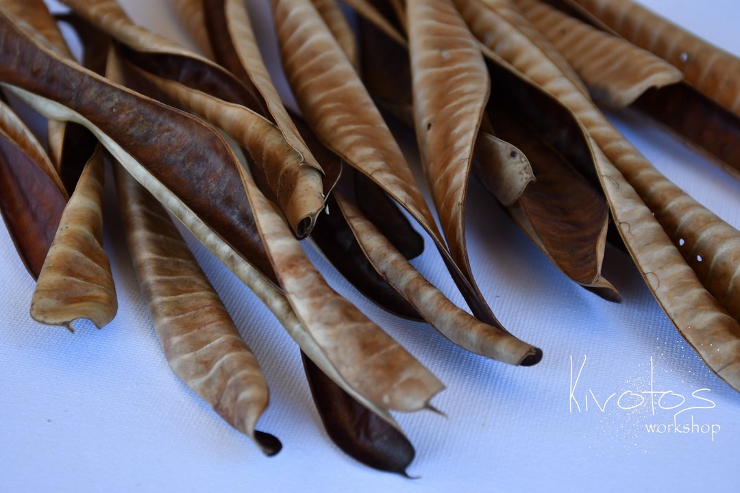 Naturally Dried Acacia Seed Pods Dried Flowers Home Decor - Etsy