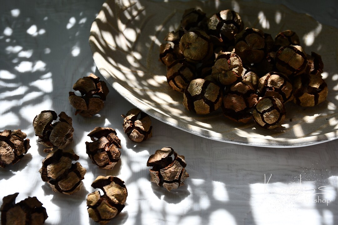 Naturally Dried Bald Cypress Cones | Dried Flowers | Home Decor | Craft ...