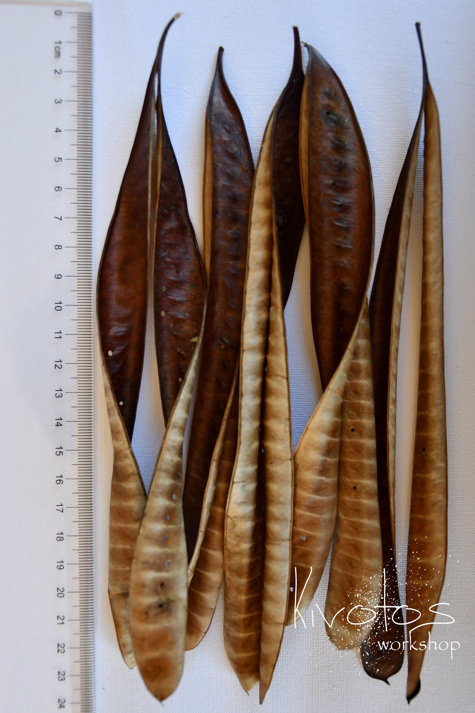 Naturally Dried Acacia Seed Pods | Dried Flowers | Home Decor | Craft ...