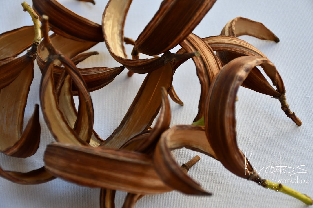 Naturally Dried Nerium Oleander Seed Pods | Dried Flowers | Home Decor ...
