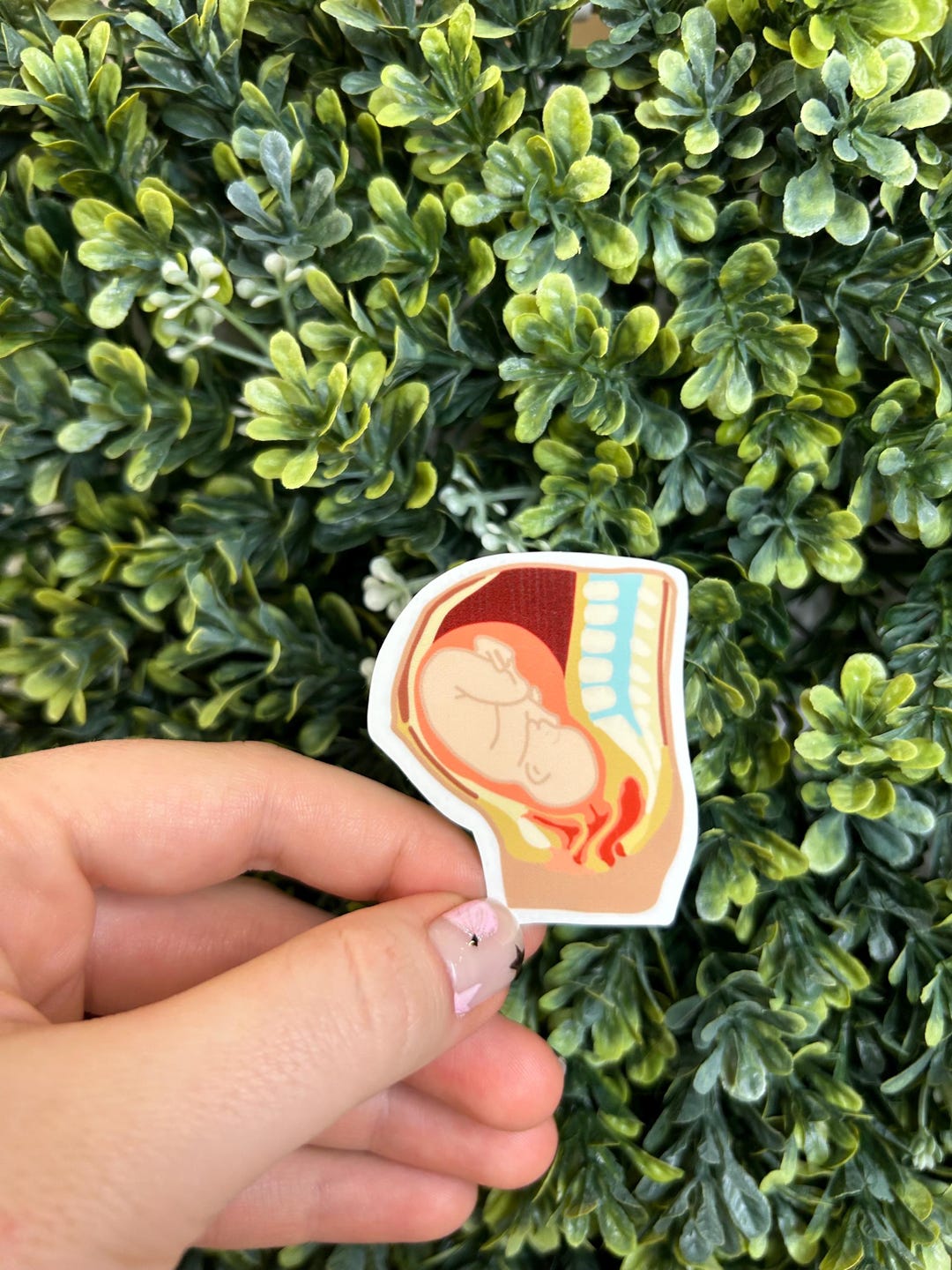 Anatomical Pregnancy Healthcare/ Nursing Sticker - Etsy
