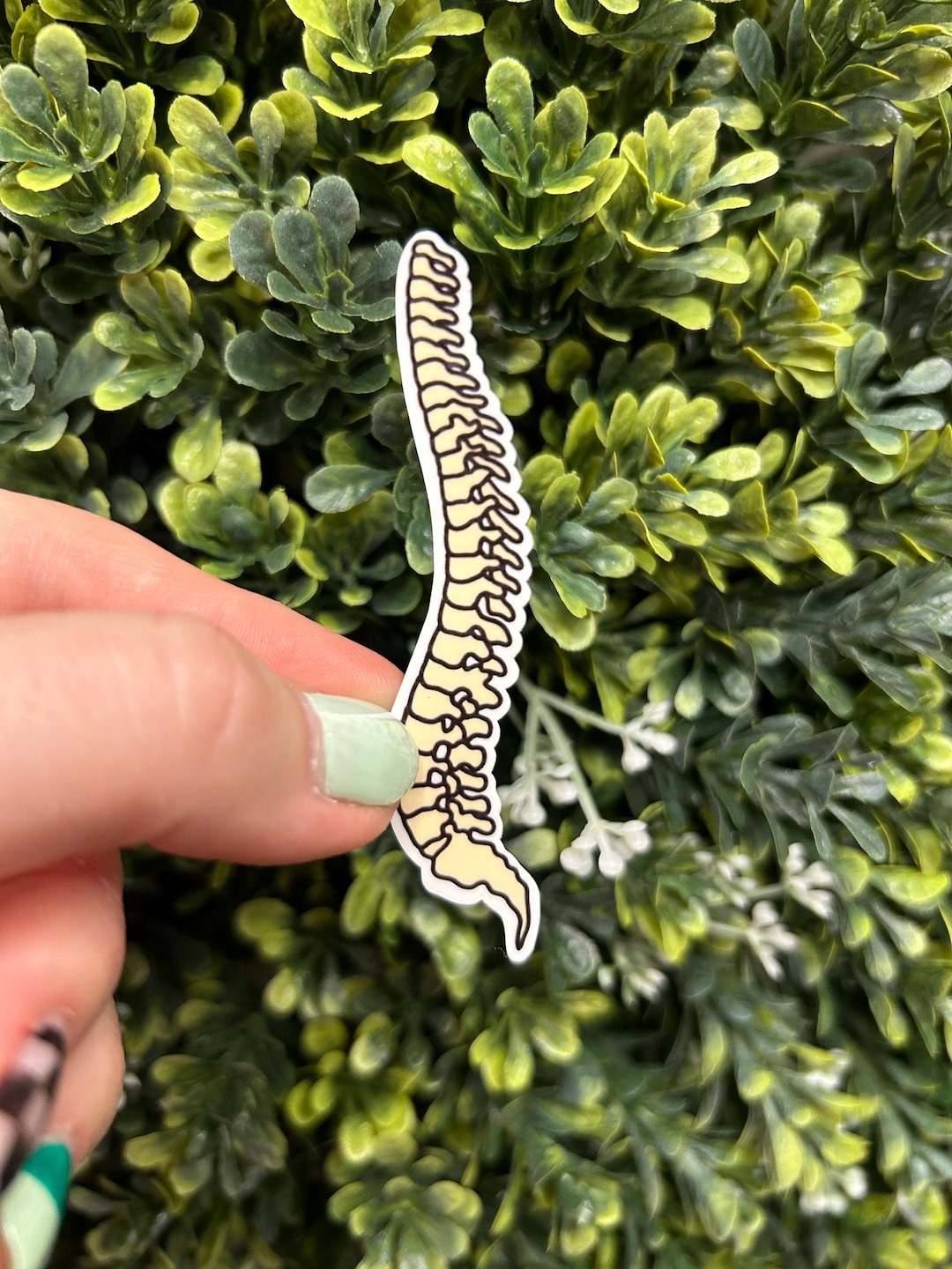 Anatomical Spine Healthcare/nursing Sticker - Etsy