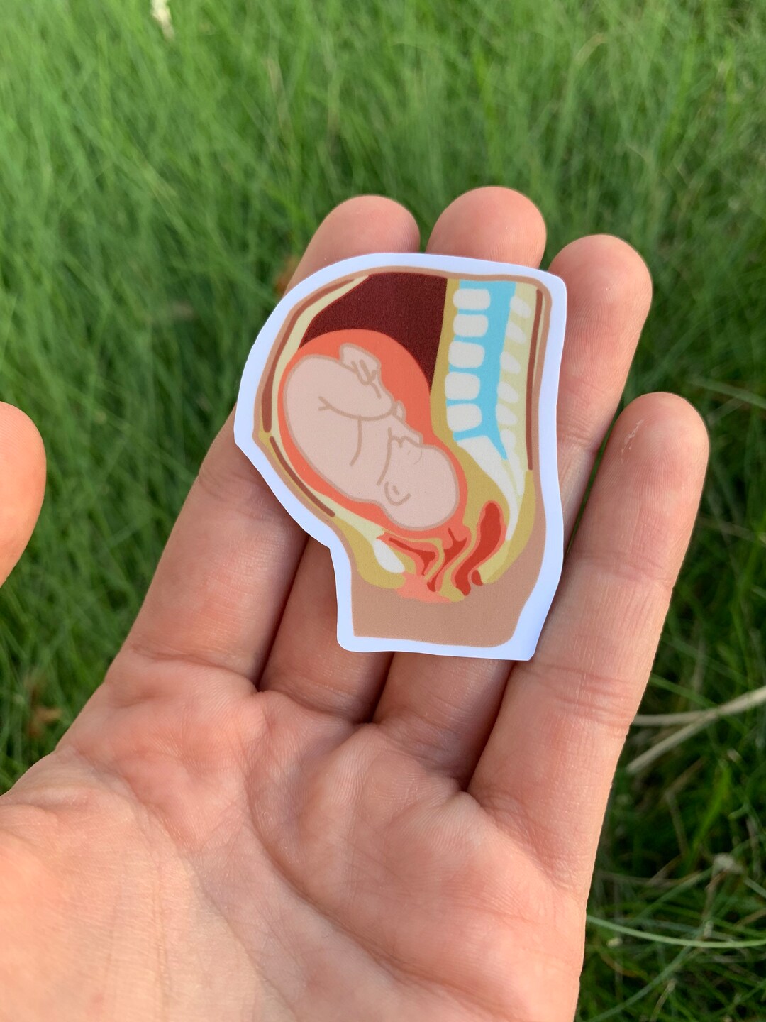 Anatomical Pregnancy Healthcare/ Nursing Sticker - Etsy