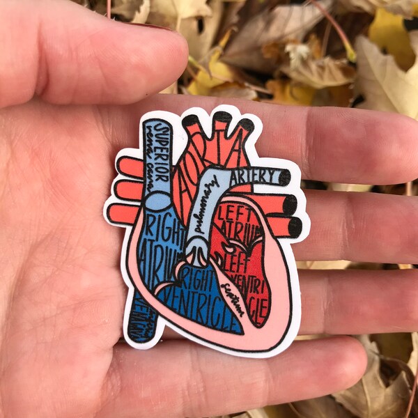 Anatomical Heart Sticker - Etsy