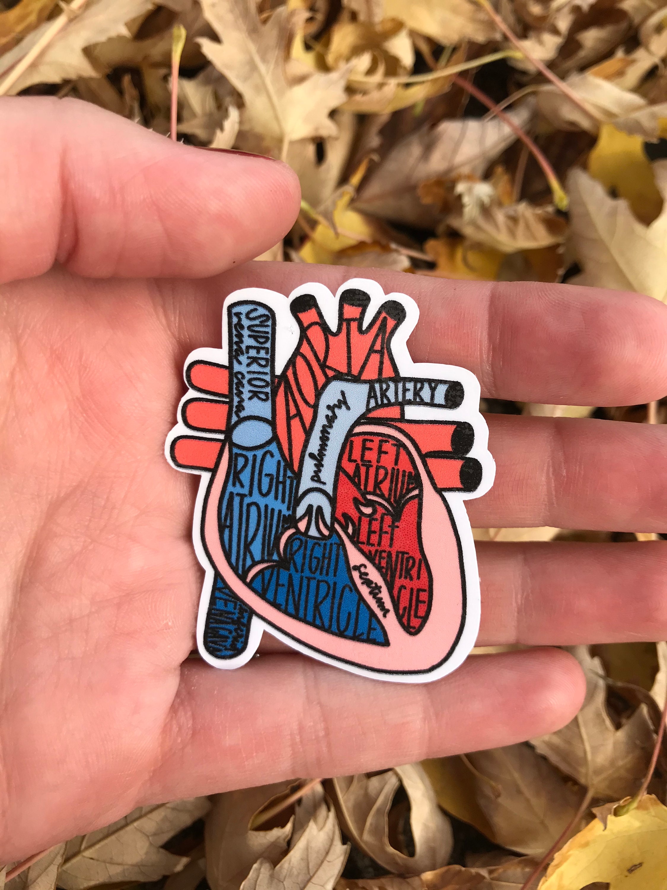 Anatomical Heart Sticker | Etsy