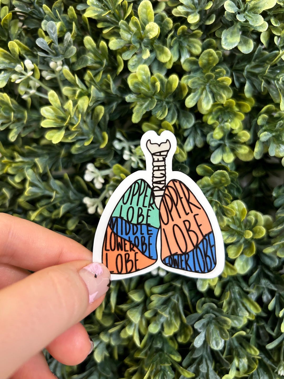 Anatomical Labeled Lungs Healthcare/ Nursing Sticker - Etsy