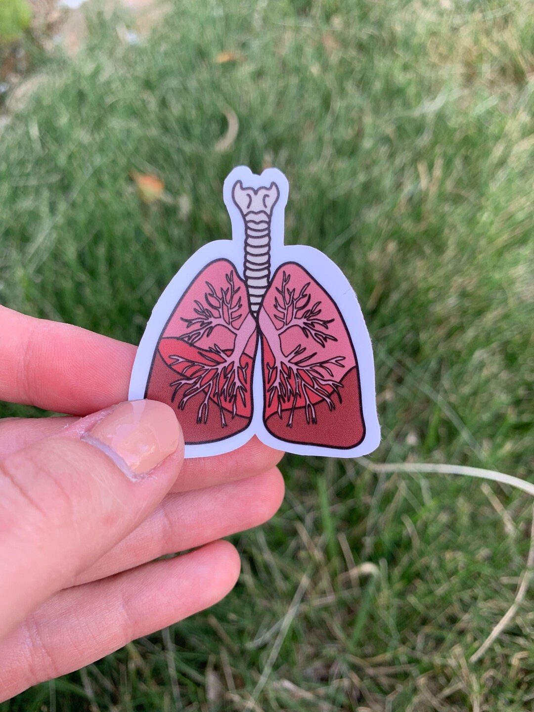 Anatomical Lung Healthcare/nursing Sticker - Etsy