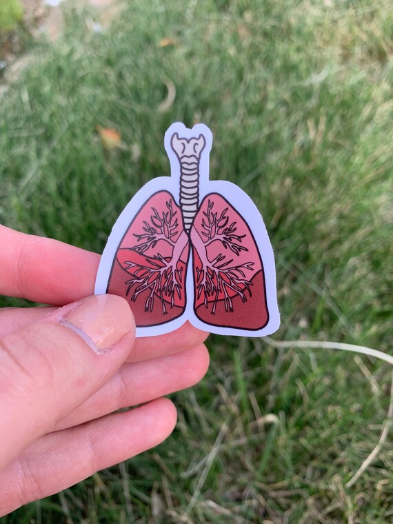 Anatomical Lung Healthcare/nursing Sticker - Etsy