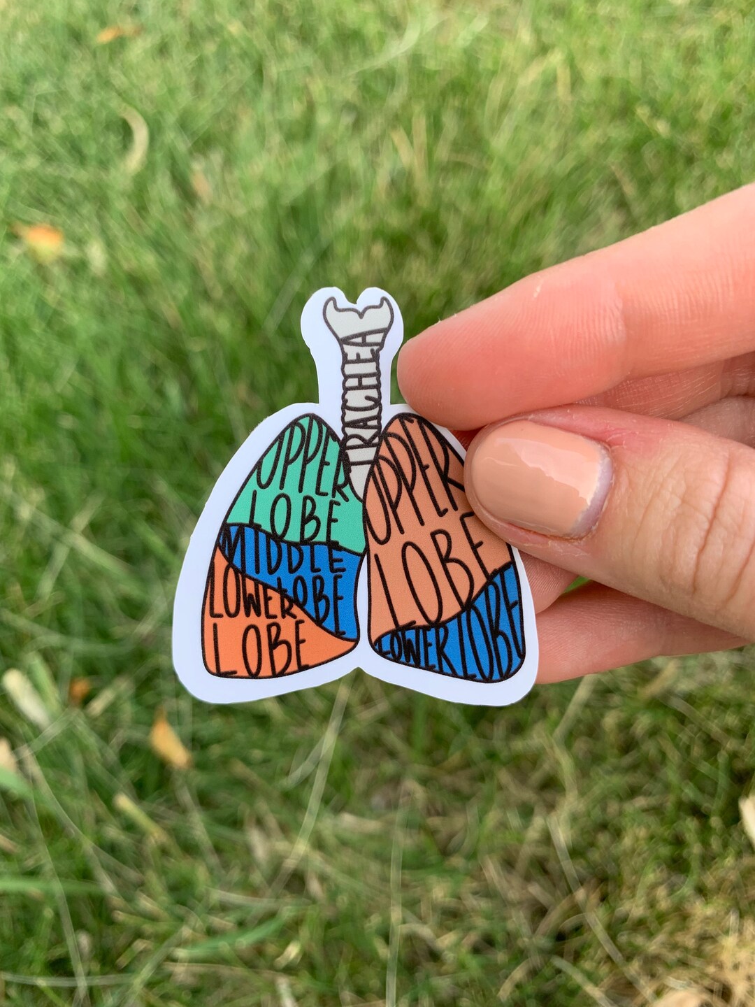 Anatomical Labeled Lungs Healthcare/ Nursing Sticker - Etsy