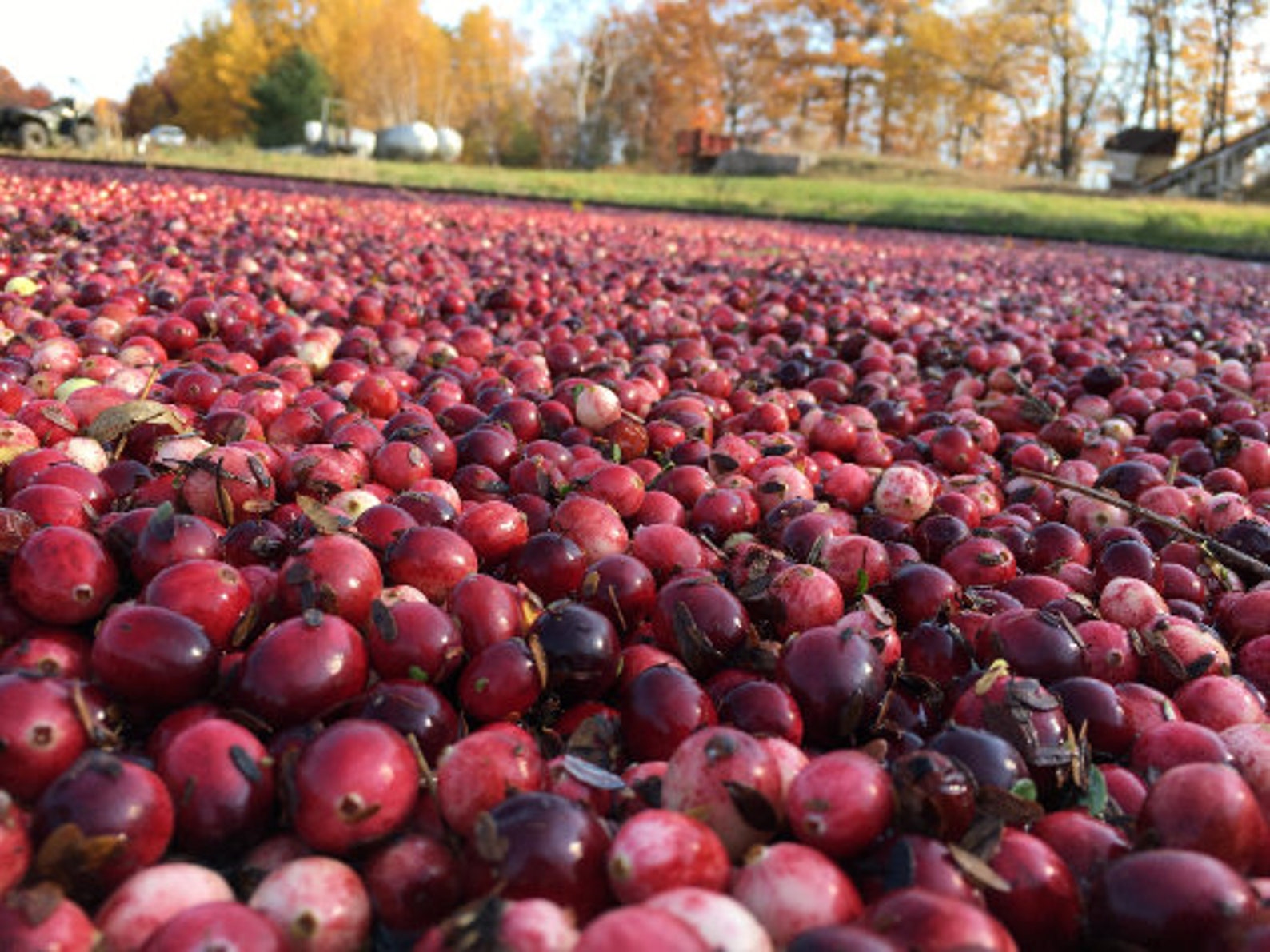 Cranberry Vines for Propagation, Wild Cranberry Variety (mcfarlin ...