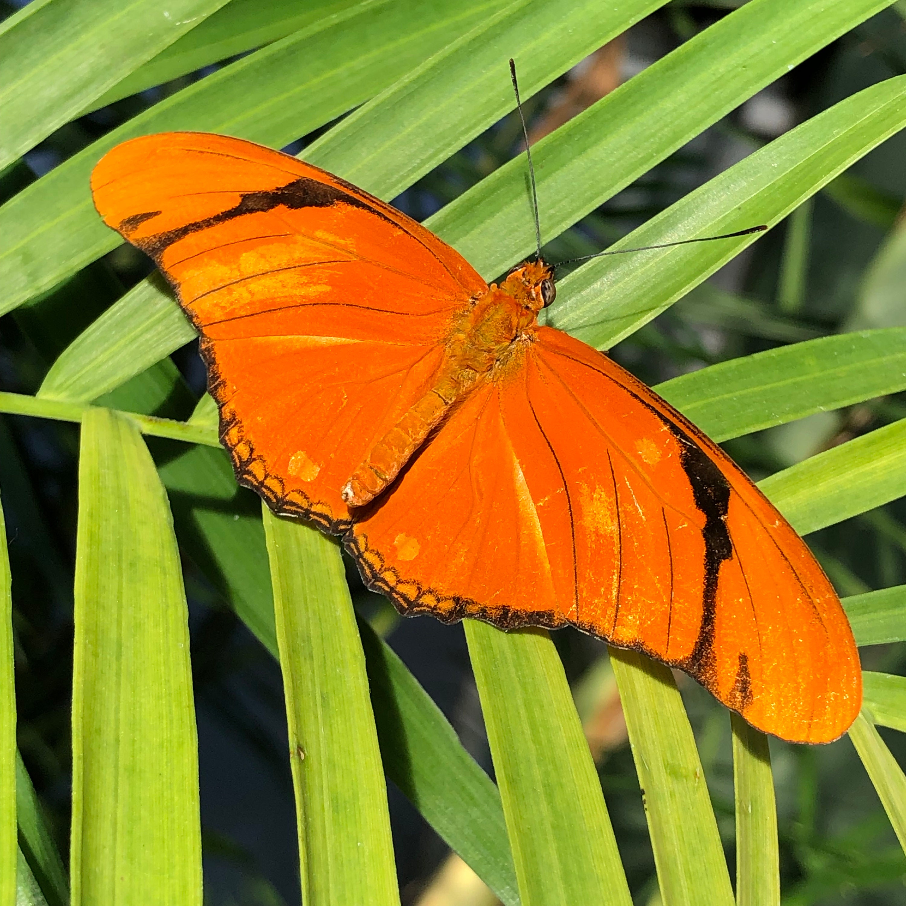 Julia Longwing Butterfly
