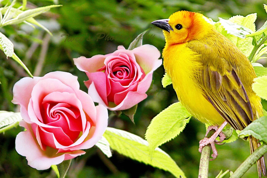 Yellow Bird, Art Bird Prints, Bird Art, Bird Photo, Bird Photography ...