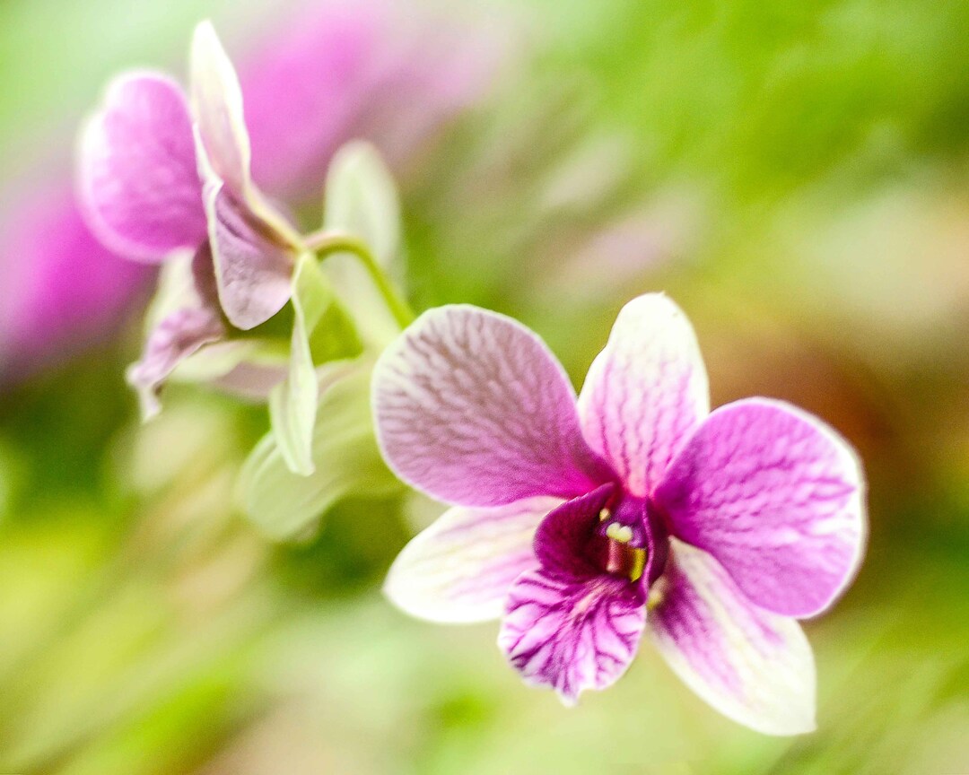 Orchid Print, Orchid Photography, Orchid Photo Orchid Photo Print, Pink ...