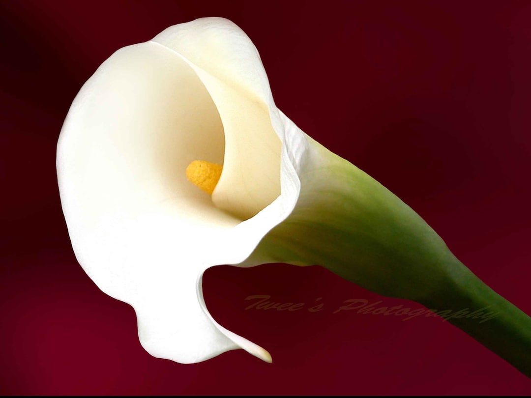 Calla Lily Print, Calla Lily Photo, Floral Photography, Floral Photos ...