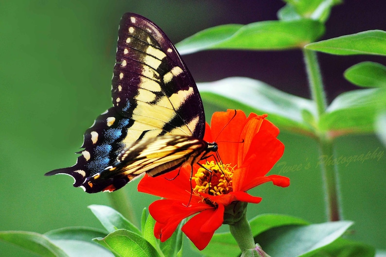 Butterfly Print Butterfly Photo Butterfly Decor Wall Art - Etsy