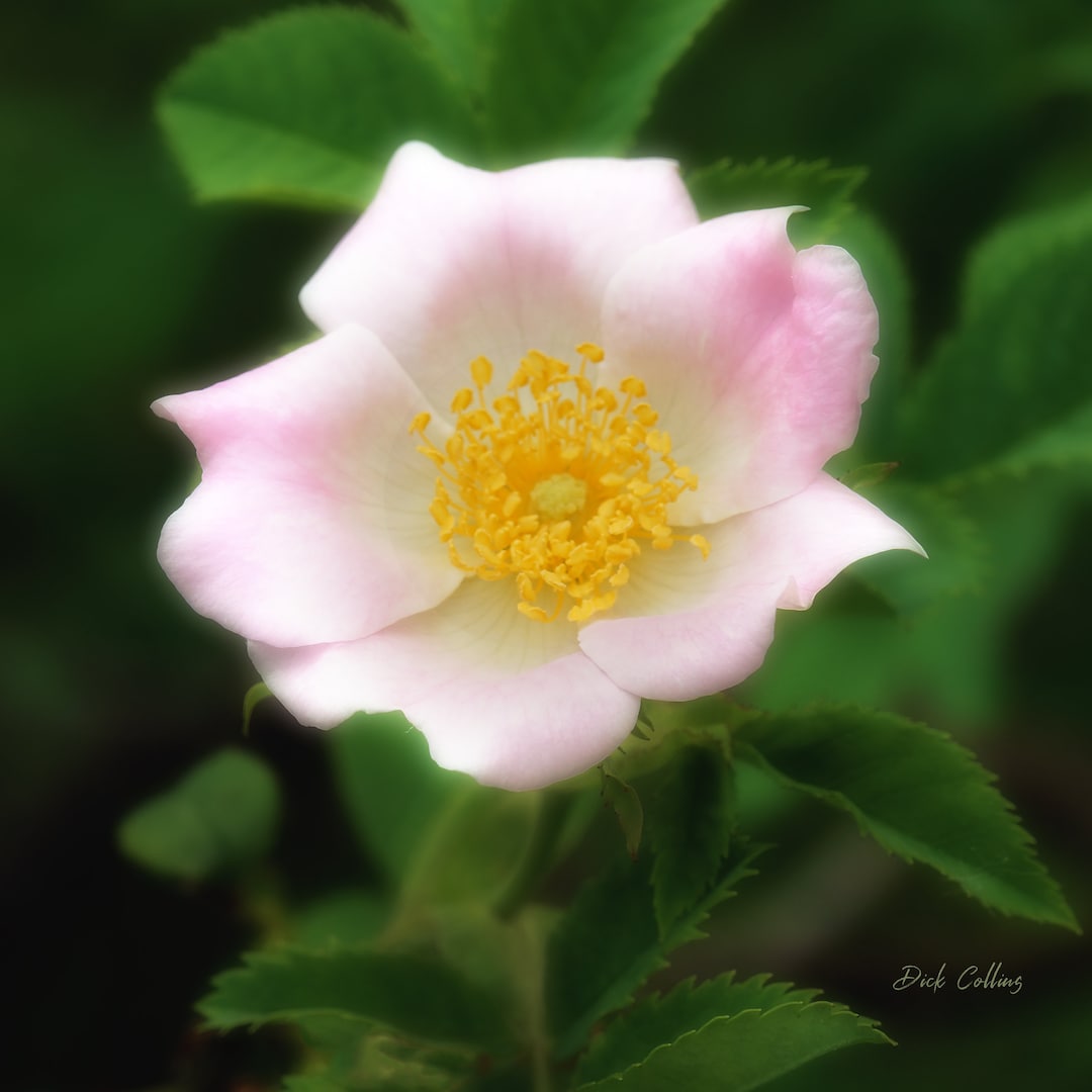 Wild Smooth Rose Ready to Hang Dye Sublimation Photo / Wildflowers ...