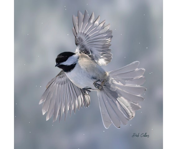 BLACK-CAPPED CHICKADEE in Flight Ready to Hang Dye - Etsy