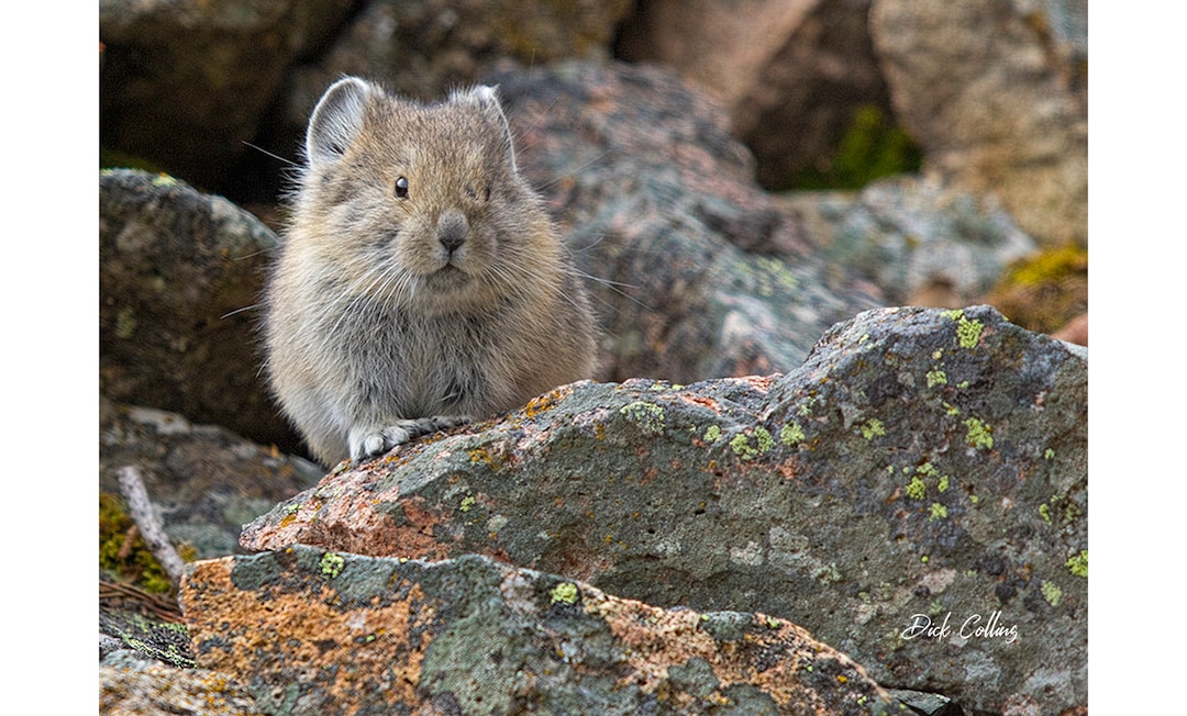 AMERICAN PIKA Ready to Hang Photo - Etsy
