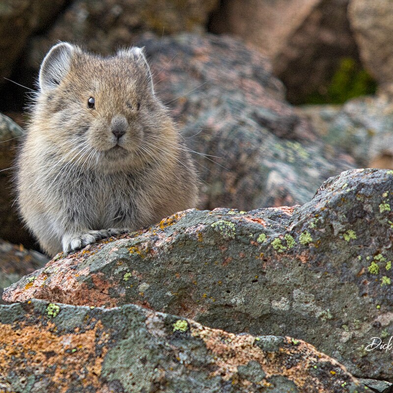 Pika - Etsy