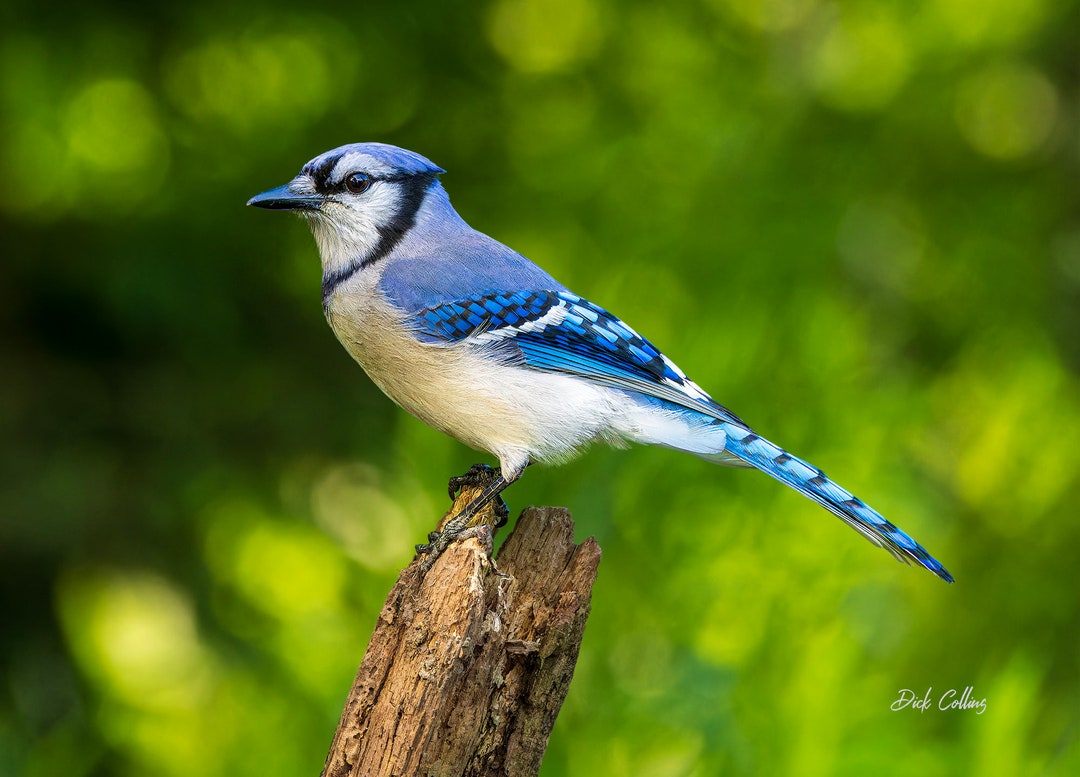 BLUE JAY #7 Ready to Hang Dye Sublimation Print / Jaybird / - Etsy