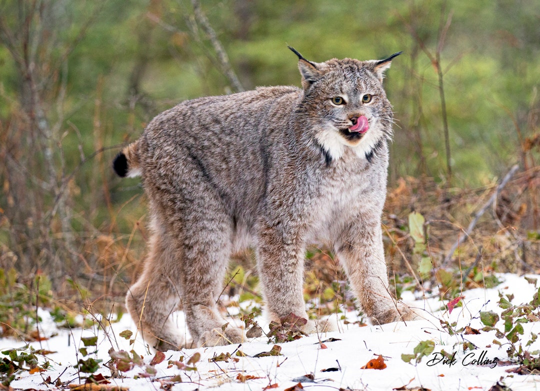 CANADA LYNX Ready to Hang Dye Sublimation Print - Etsy