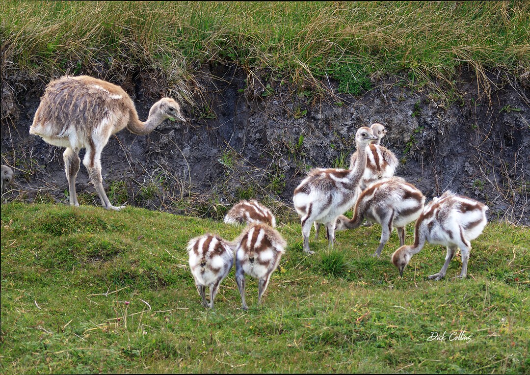 Lesser Rhea Babies Ready to Hang Dye Sublimation Photo / Neotropical ...