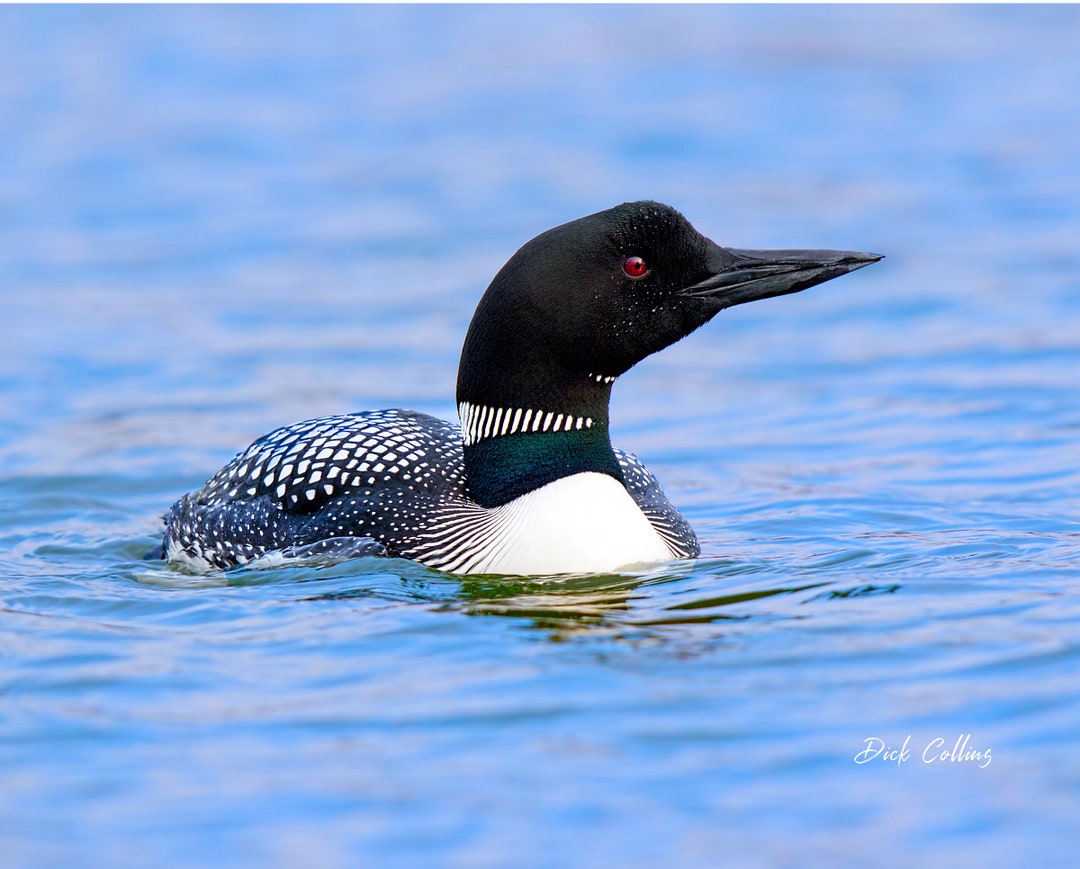 COMMON LOON Ready to Hang Print. - Etsy