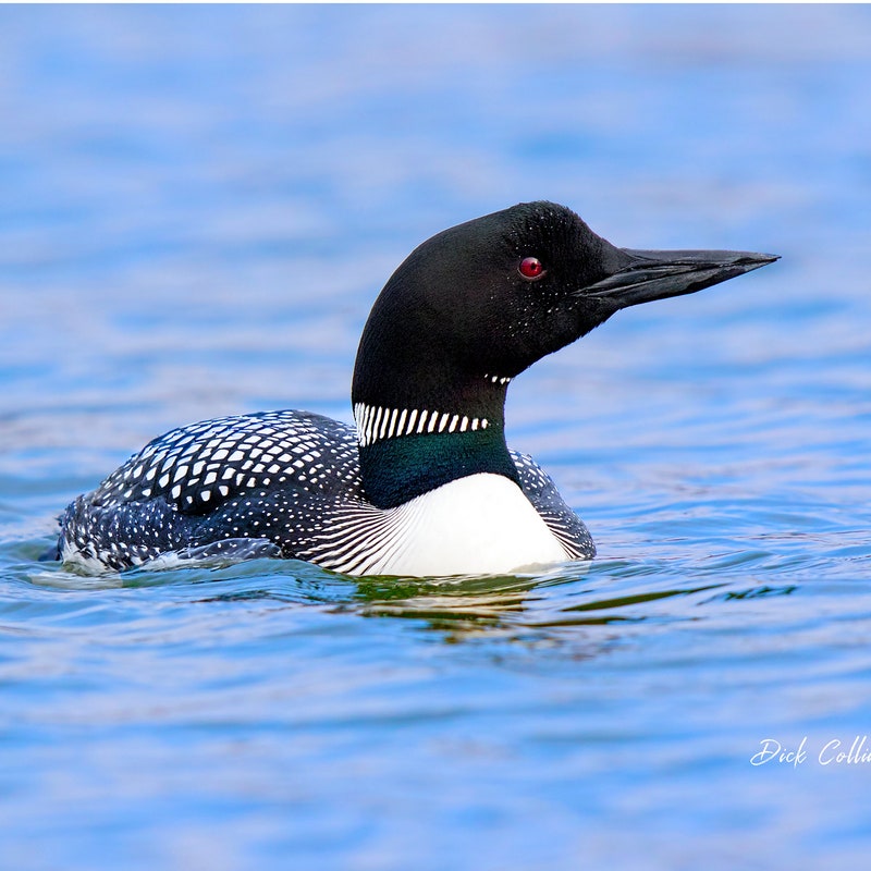 Loon Photo - Etsy
