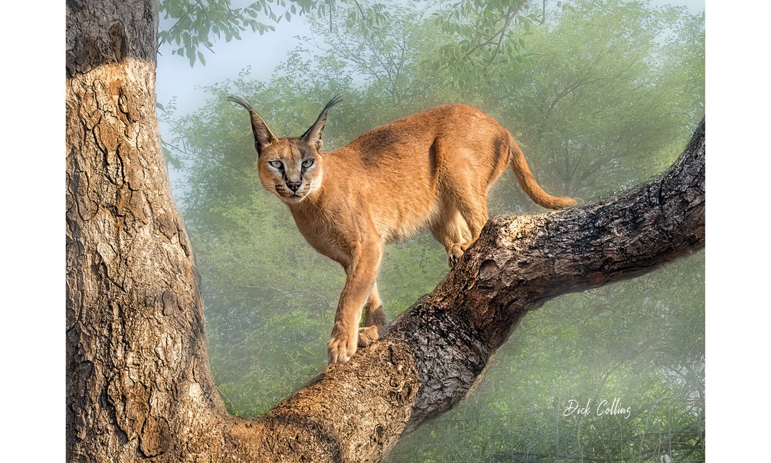 CARACAL - Ready to Hang Dye Sublimation Print - Etsy