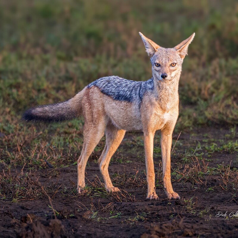 Jackal - Etsy