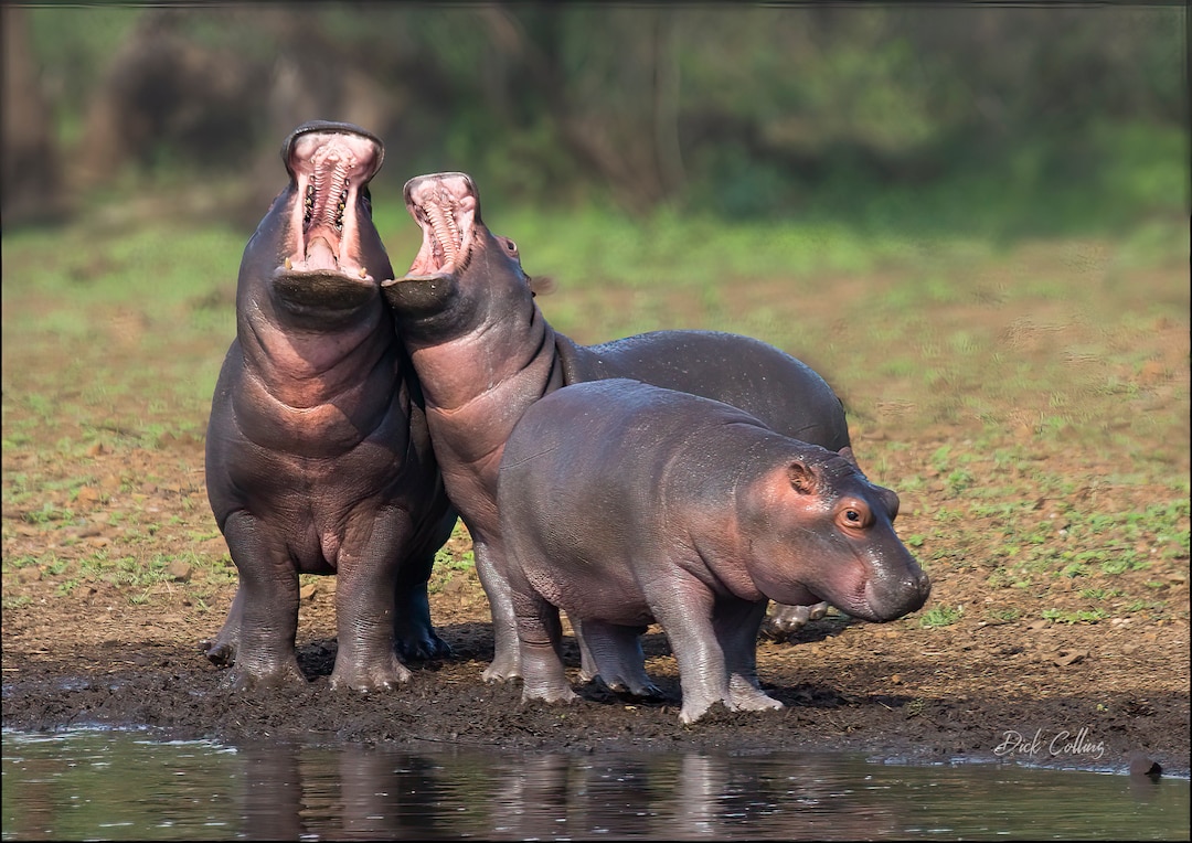 Hippo Playtime - 3 Young Hippos - Ready to Hang Photo - Etsy