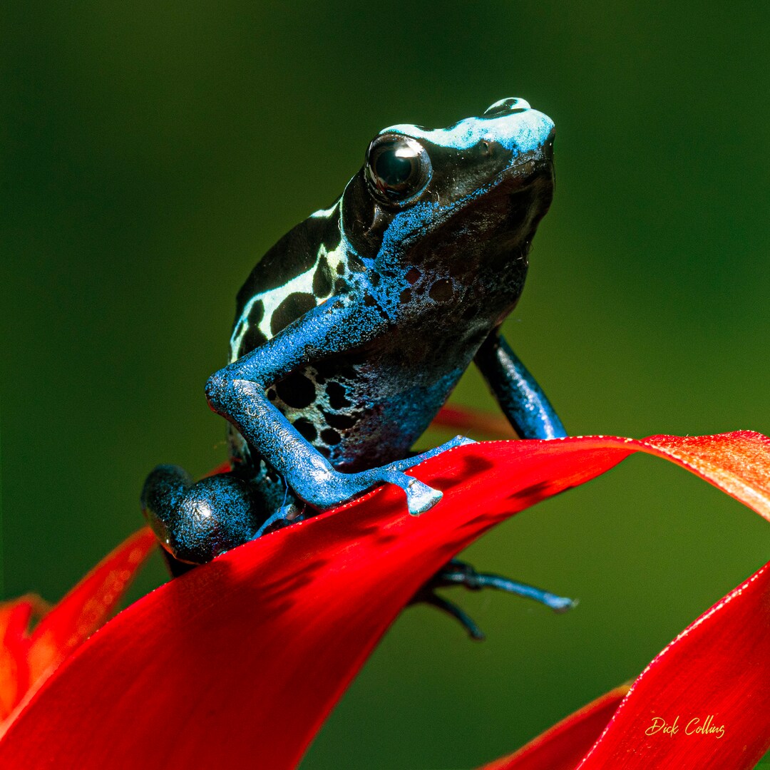 Blue and Black oyapok Morph Poison Dart Frog Dendrobates Auratus Ready ...