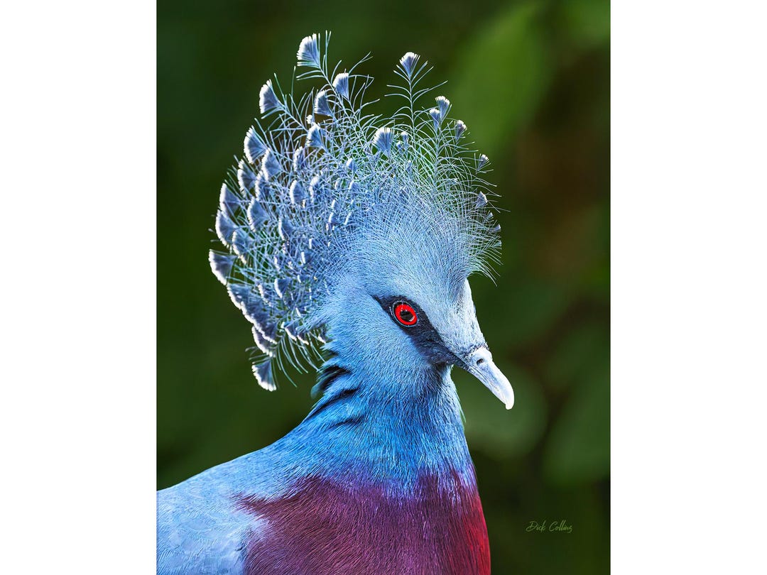 VICTORIA CROWNED PIGEON Ready to Hang High Def Dye Sublimation Photo ...