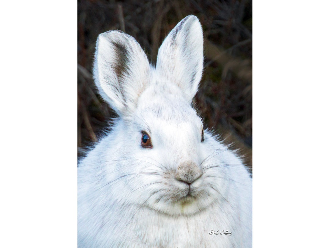 SNOWSHOE HARE PORTRAIT- Winter - Ready to Hang Dye Sublimation Print - Etsy