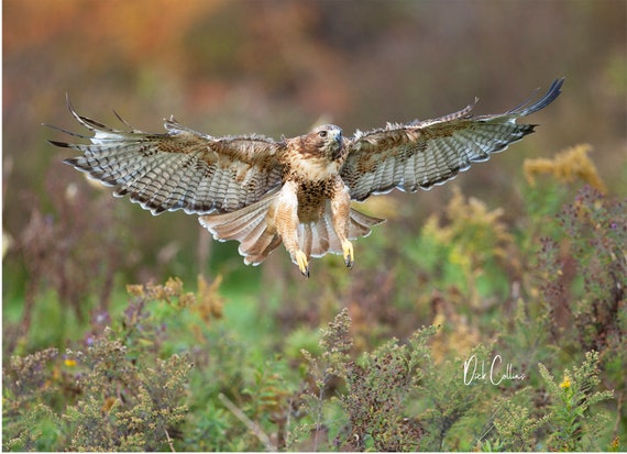 RED-TAILED HAWK Landing Ready to Hang Photo - Etsy