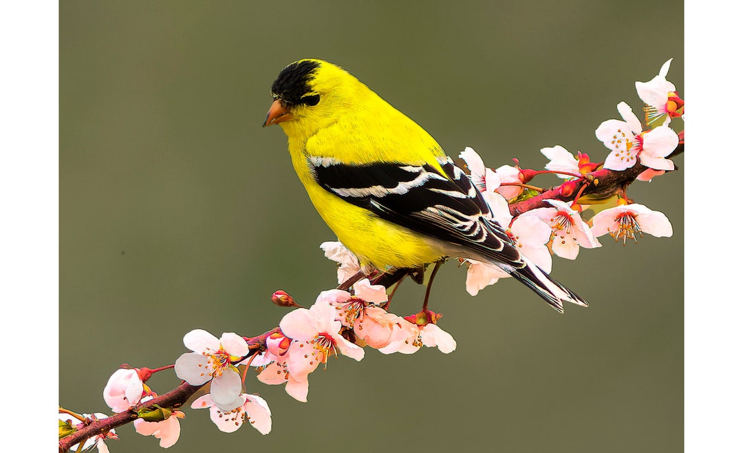 American Goldfinch - Spring Flowers- Ready to Hang Photo. - Etsy