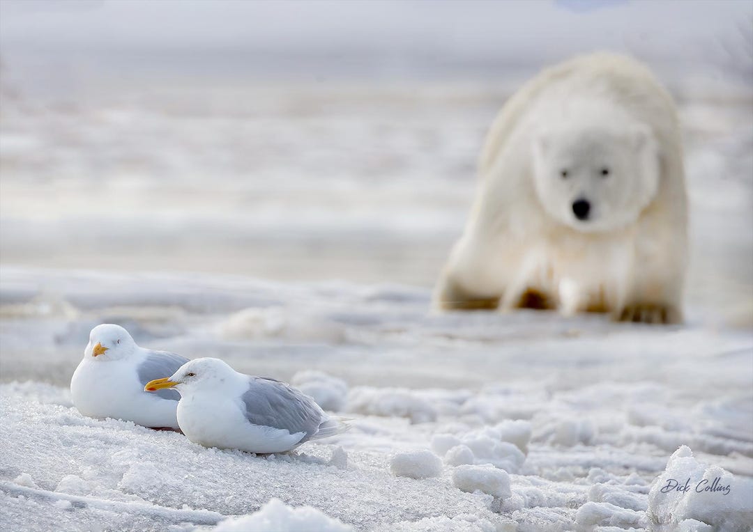 GLAUCOUS GULLS on the Menu Ready to Hang High Def. Dye Sublimation ...